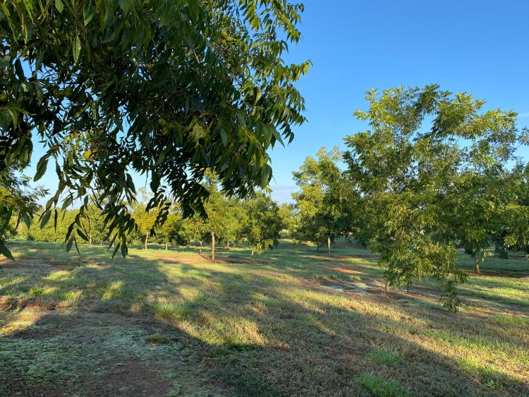 Alabama Pecan Growers Association