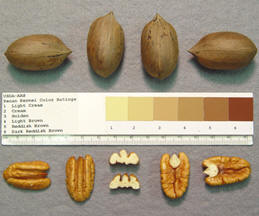 Pecan Cultivar Recommendations for the Southeast – Alabama Pecan ...