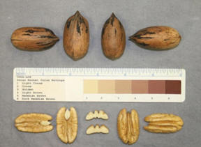 Pecan Cultivar Recommendations for the Southeast – Alabama Pecan ...