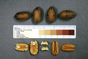 Pecan Cultivar Recommendations for the Southeast – Alabama Pecan ...