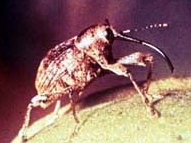 Pest Management – Alabama Pecan Growers Association