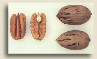 Pecan Cultivar Recommendations for the Southeast – Alabama Pecan ...