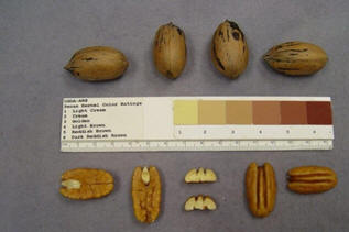 Pecan Cultivar Recommendations for the Southeast – Alabama Pecan ...