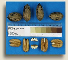 Pecan Cultivar Recommendations for the Southeast – Alabama Pecan ...