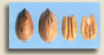 Pecan Cultivar Recommendations for the Southeast – Alabama Pecan ...