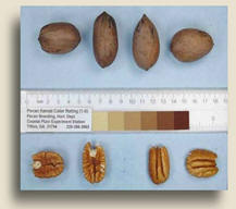 Pecan Cultivar Recommendations for the Southeast – Alabama Pecan ...